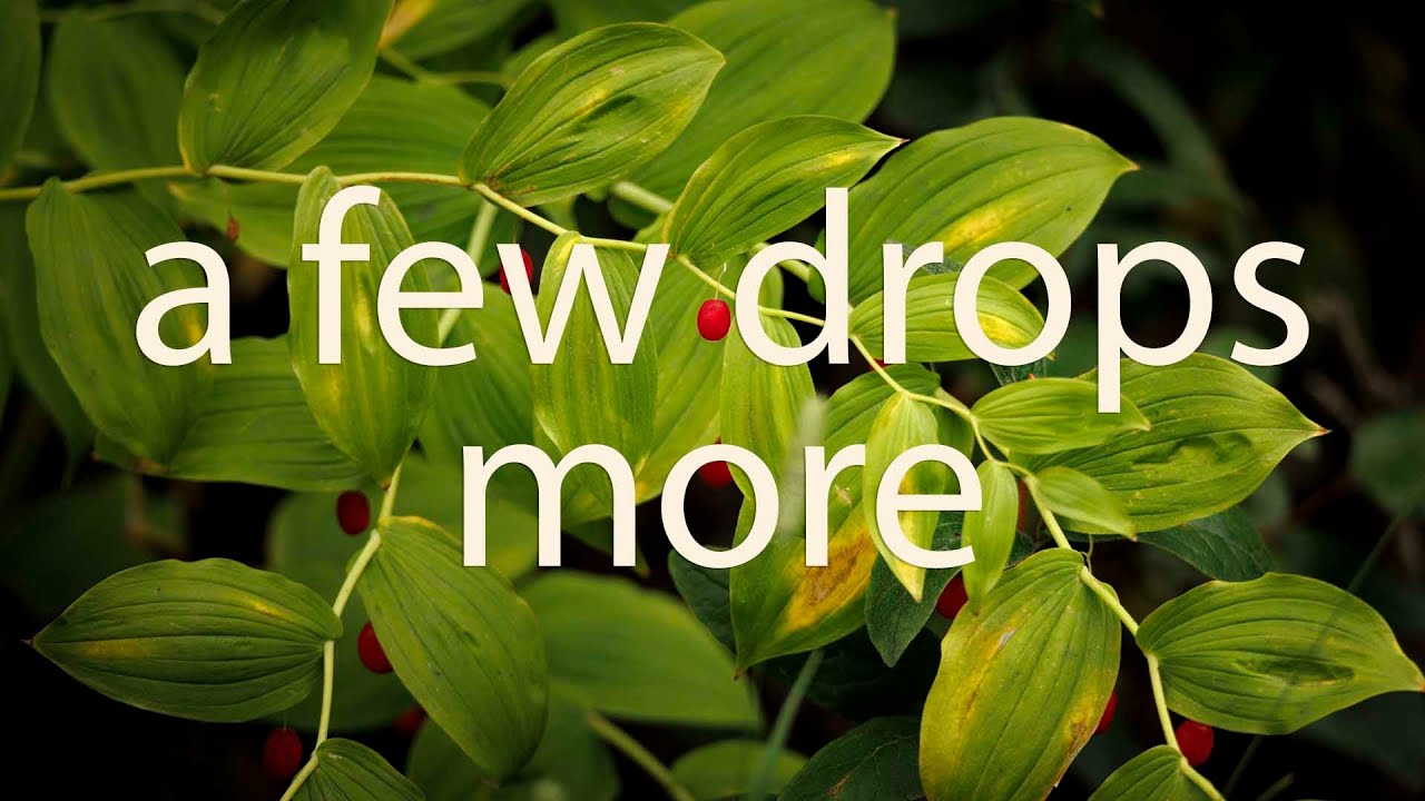 A Few Drops More nl - YouTube
