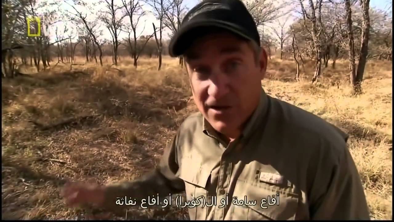 [Discovery wild] Animals King Cobras Discovery channel documentary ...