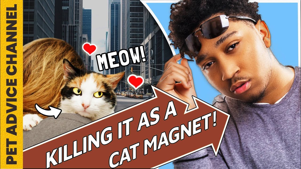 Learn how cats choose their favorite human - 8 secrets! - YouTube