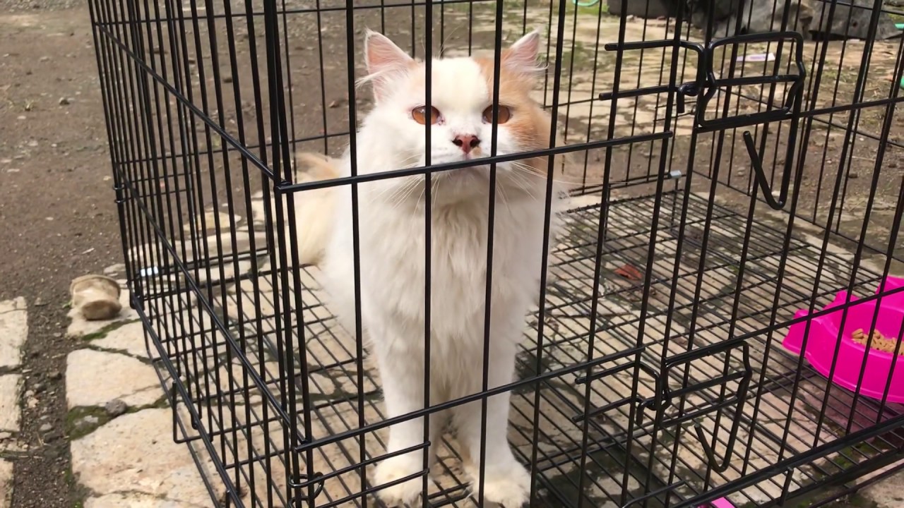 Si Meowing Jessy Kucing Lucu Sedang Berjemur - YouTube