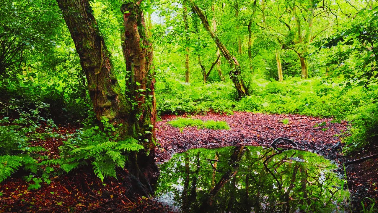 5 Minute Walk - 4K Walking English Forest Norfolk Norwich UK #3 - YouTube