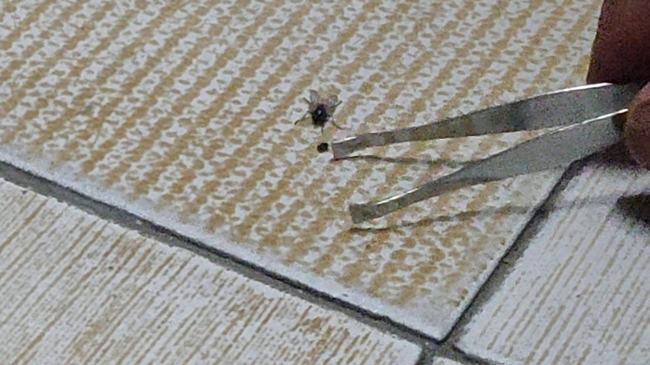 Shaye Headless Fly experiment - First step - YouTube