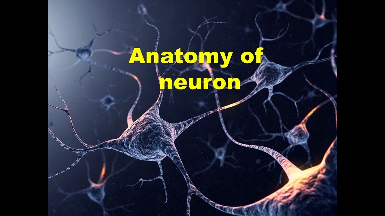 Nervous Tissue || Structure II 3D Animation Video - YouTube