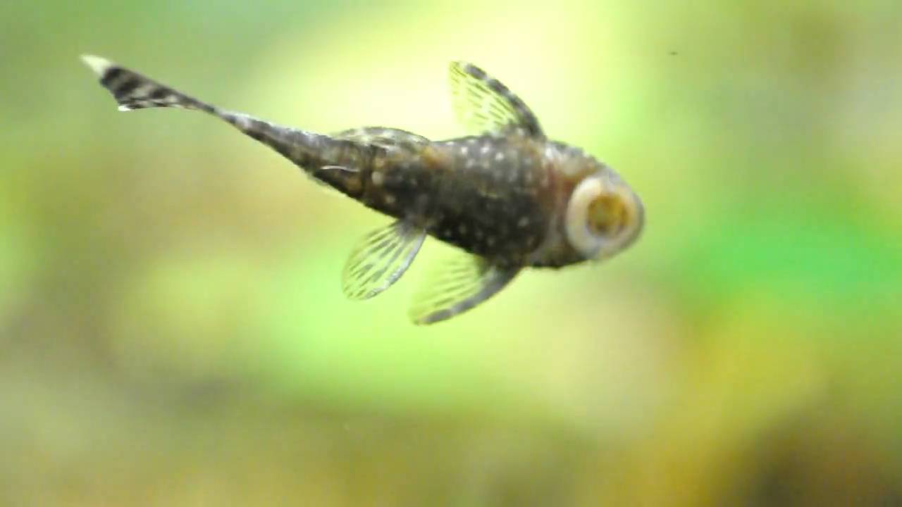 Human eating fish - YouTube