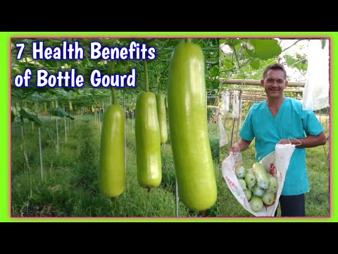 Health Benefits of Bottle Gourd or Upo - YouTube