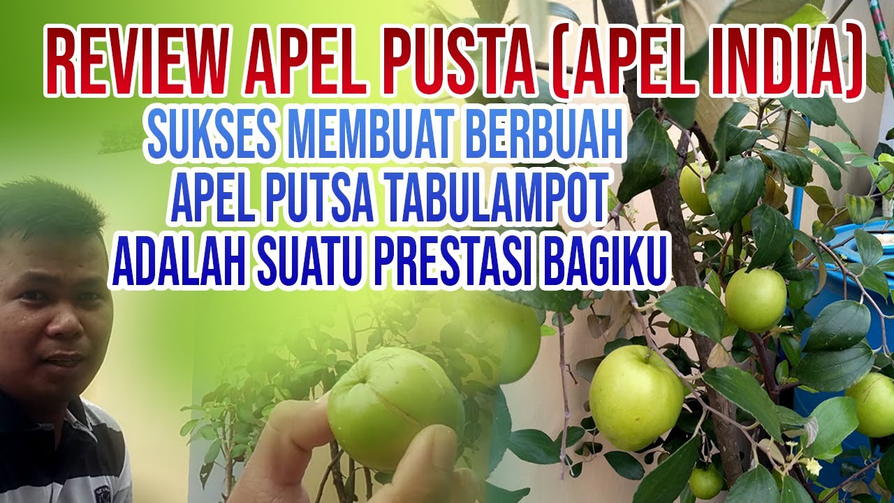 Review Apel Putsa atau Bidara Apel yang sudah berbuah (Tabulambpot Apel ...