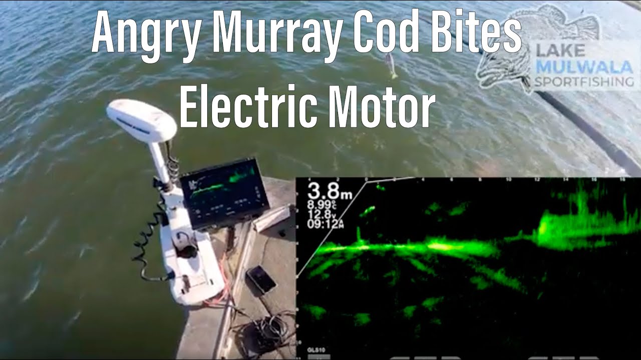 Angry Murray Cod Bites Electric Motor on Lake Mulwala - YouTube