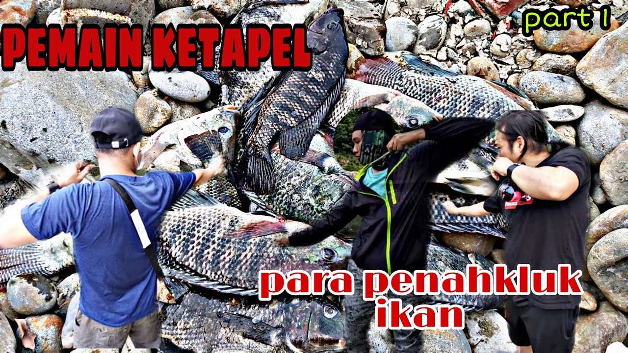 SERU....!!! BELAJAR MAIN KETAPEL PEMULA YANG PUNYA BAKAT TERPENDAM part ...