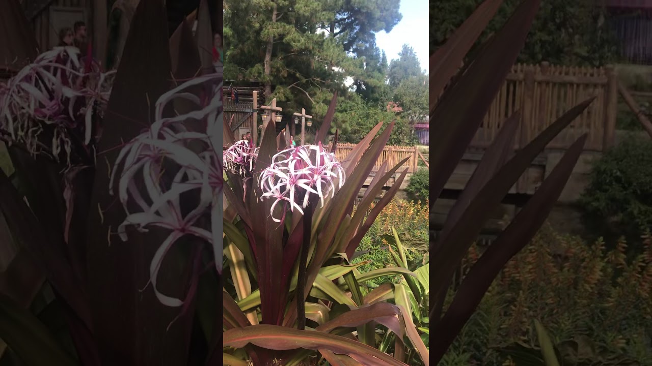 Spider Lily - YouTube