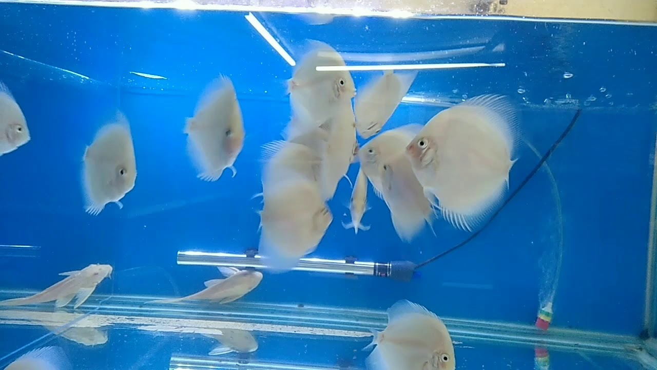 Snow White Discus fish (Pure White Discus fish) Premium best quality ...