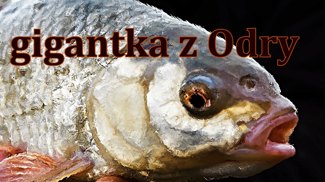 Więcej niż brzana. Gigantyczna płoć listopadowa z Odry metodą bolońską ...