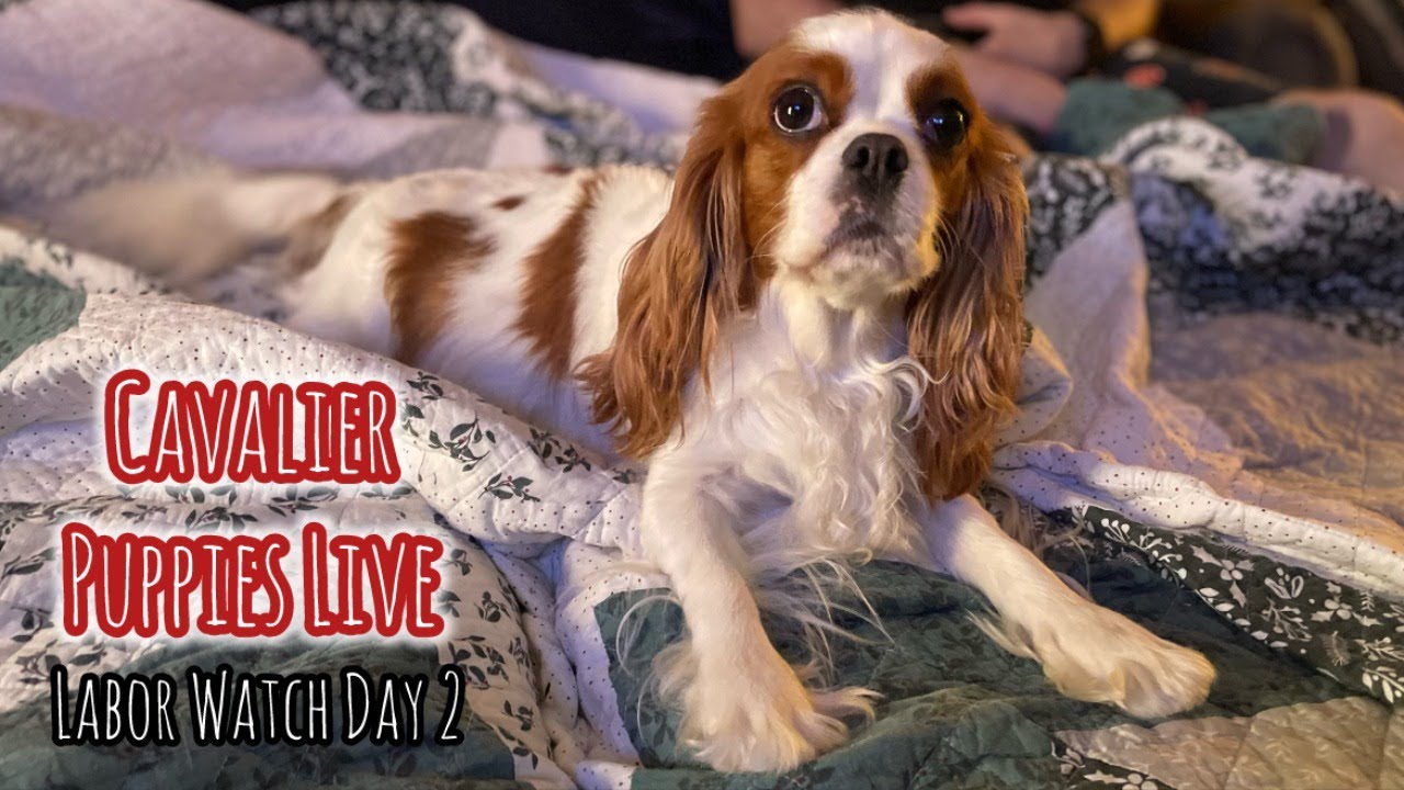 Cavalier Puppy Livestream: Robin's Labor Watch Continues... check ...