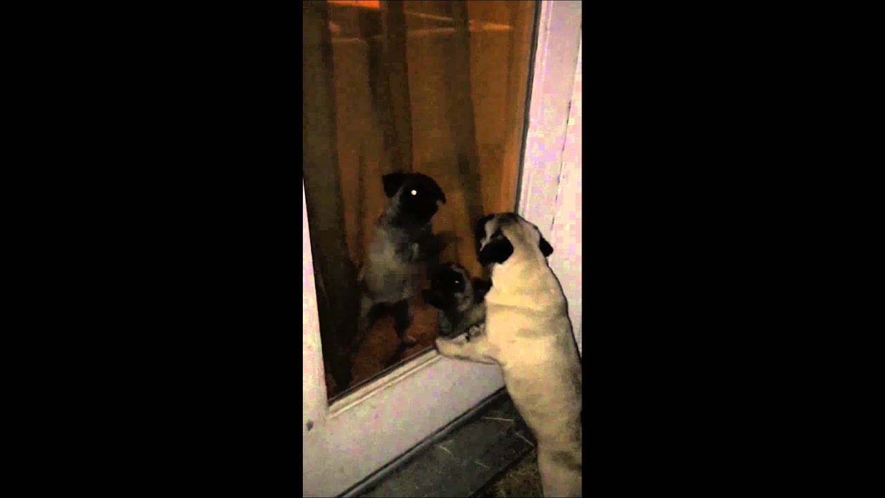 Pug "stuck outside" can't figure out open door - YouTube