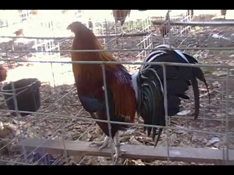 gallos para rancho huetamo mich. - YouTube