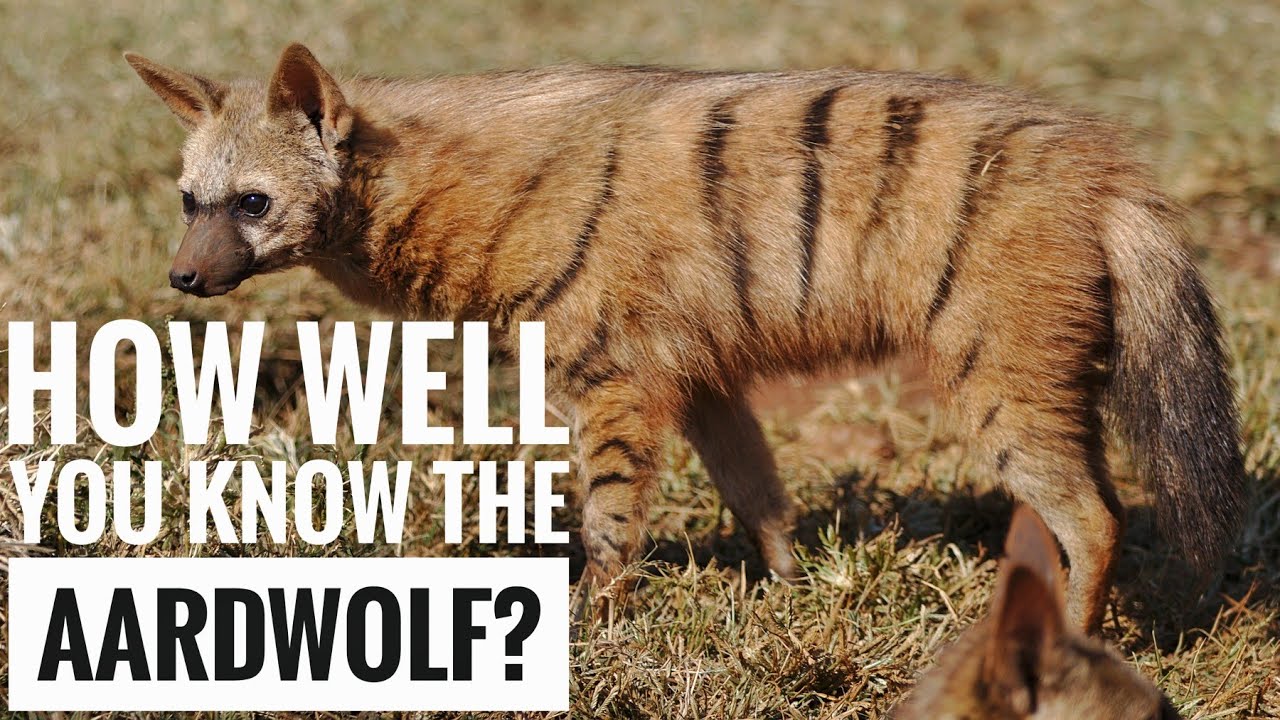 Aardwolf || Description, Characteristics and Facts! - YouTube
