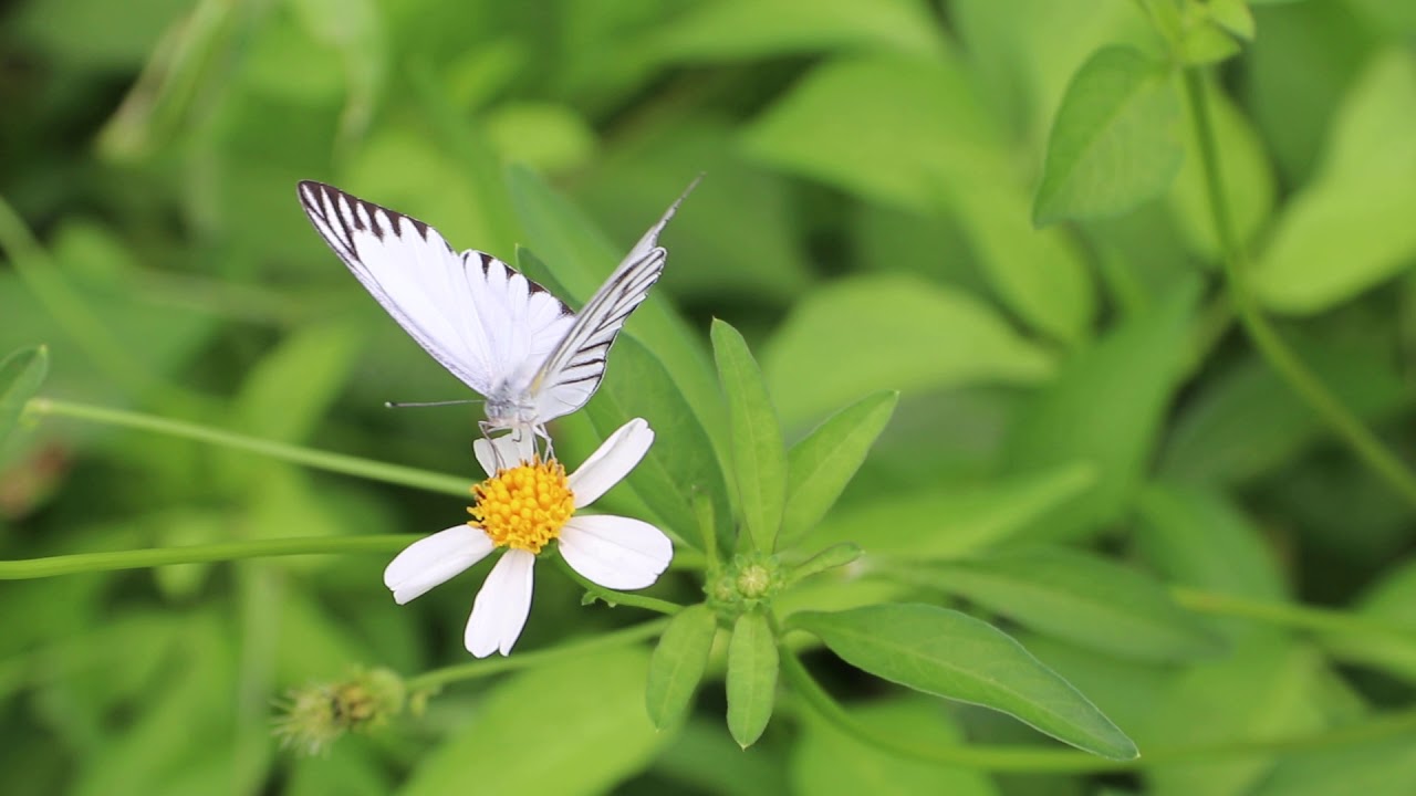 #Singapore Wildlife: A pure white butterfly has brownish markings - YouTube