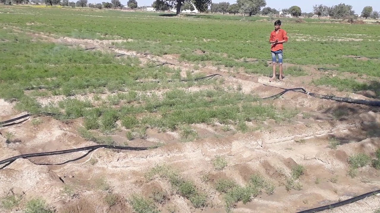 Cumin Crop irrigation System - YouTube