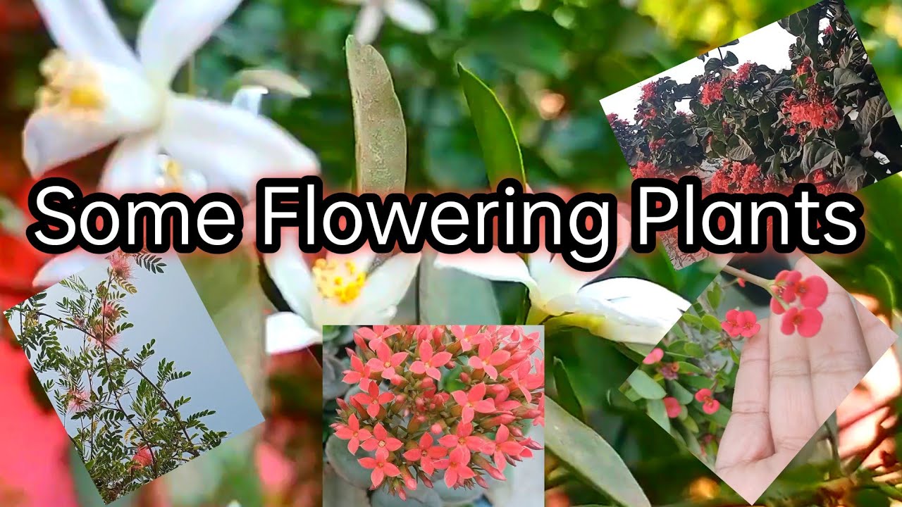 Cutting se grow hone wale plants | Cutting se grow kare ye plants - YouTube