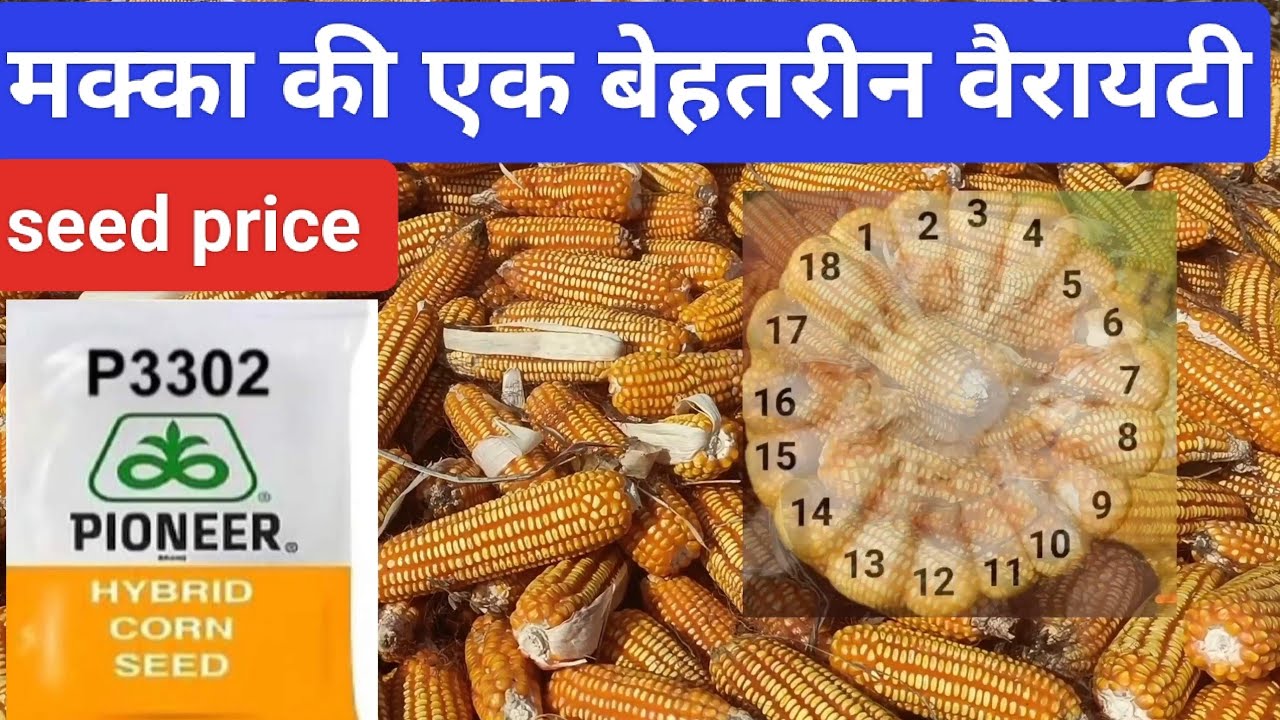 P3302 maize hybrid variety # मक्का की खेती # pioneer 3302 makka seed ...