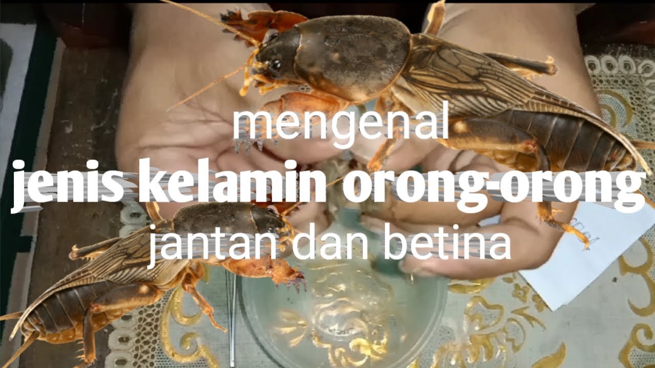#terbaru cara membedakan orong orong jantan dan betina || gaang || mole ...