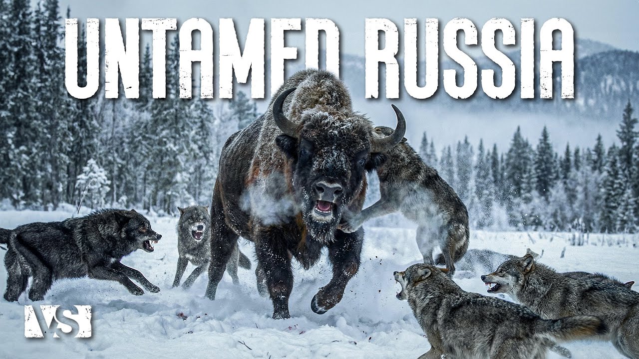 WILD RUSSIA | Where Apex Predators Rule the North – Wildlife ...