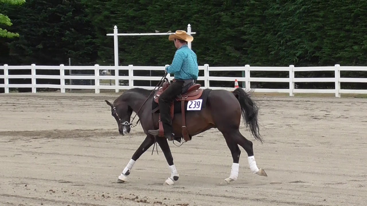Region 5 Class 582 Arabian Reining - YouTube