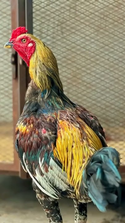 in Java murga Lakha murga 🐓 - YouTube