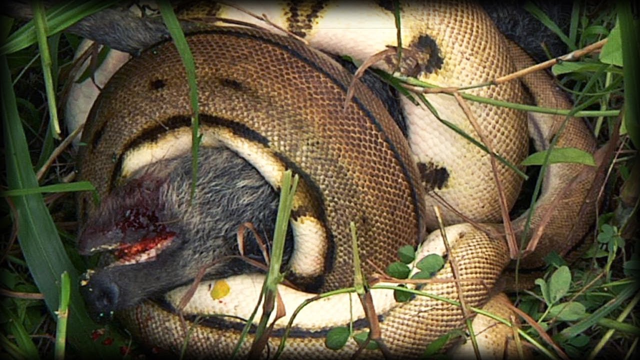 Anaconda attacks pig - YouTube