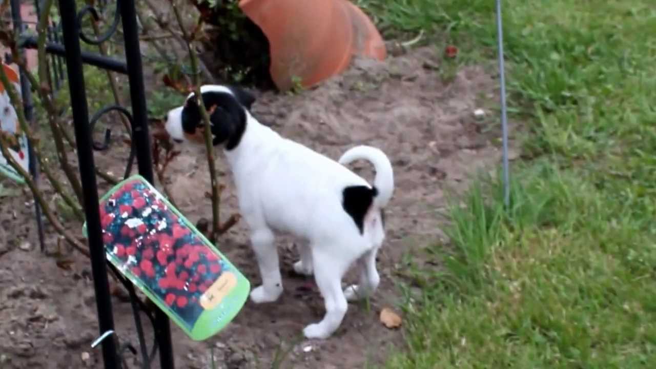 Danish Swedish Farmdog Puppys / Dansky Welpen 2013 - Playtime ...