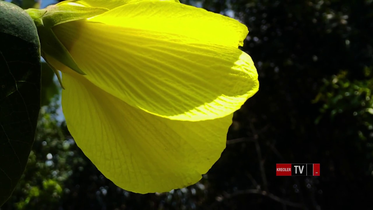 Mahot bord de mer. - Hibiscus tiliaceus Mova. - YouTube