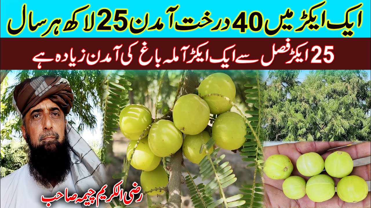 amla farming in Pakistan | avla ki kheti in Pakistan | Indian ...