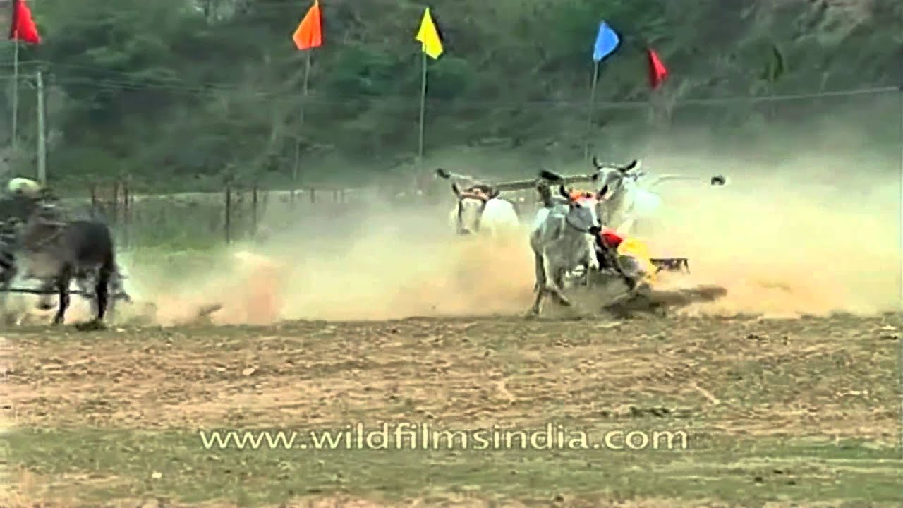 Bullock cart racing obsession in Rural Punjab | The Best of India - YouTube