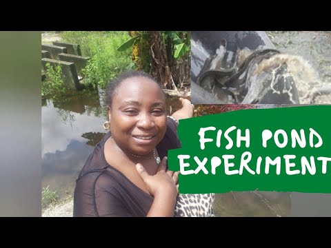 Natural Fish Pond Experiment in My Garden At Home| Stocking Fish In ...