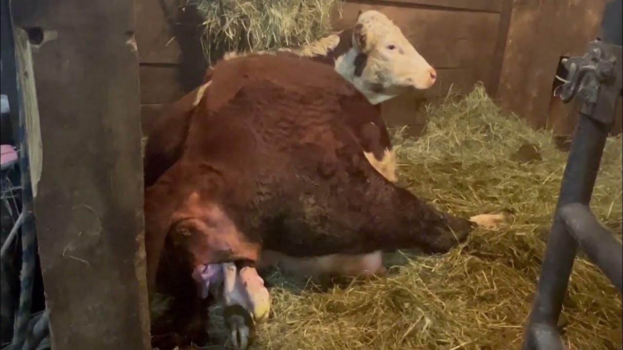 Cow giving birth - YouTube