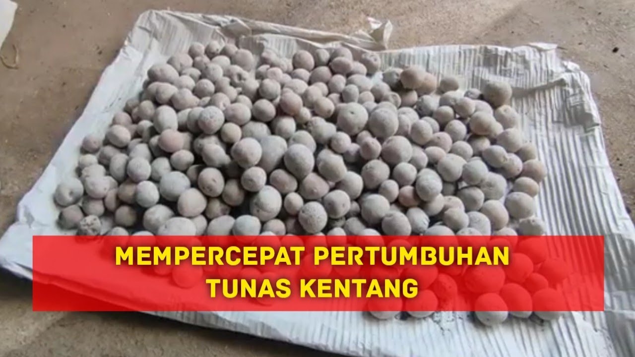 MEMPERCEPAT PERTUMBUHAN TUNAS KENTANG DENGAN - Part 1 #viral #shorts ...