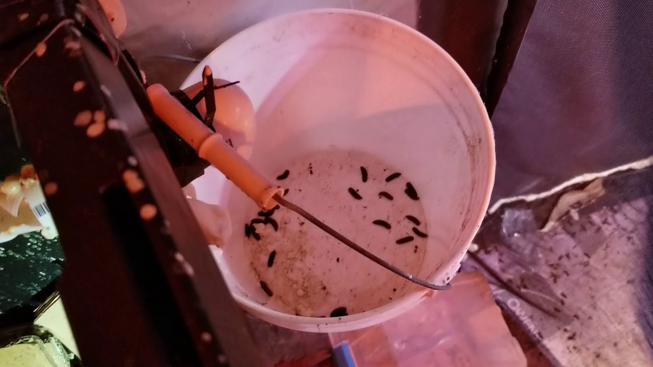 Black soldier fly winter breeding update 24 - YouTube