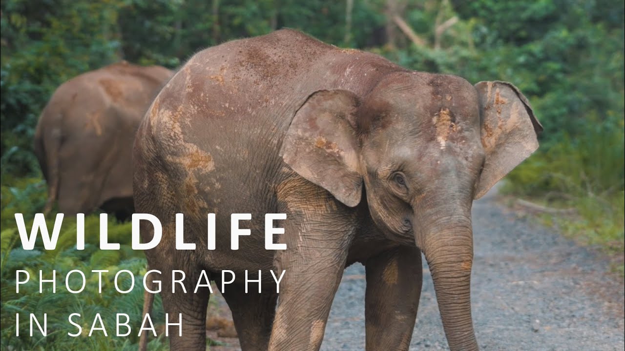 Wildlife Photography in Sabah by Terence Szeto - YouTube