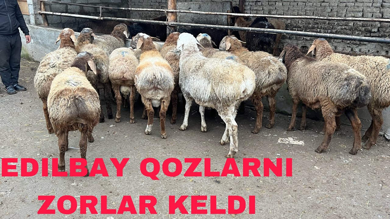 EDILBAY QOCHQORLARNI ZORLAR KELDI OPTOM NARXDA☎️911304743 - YouTube