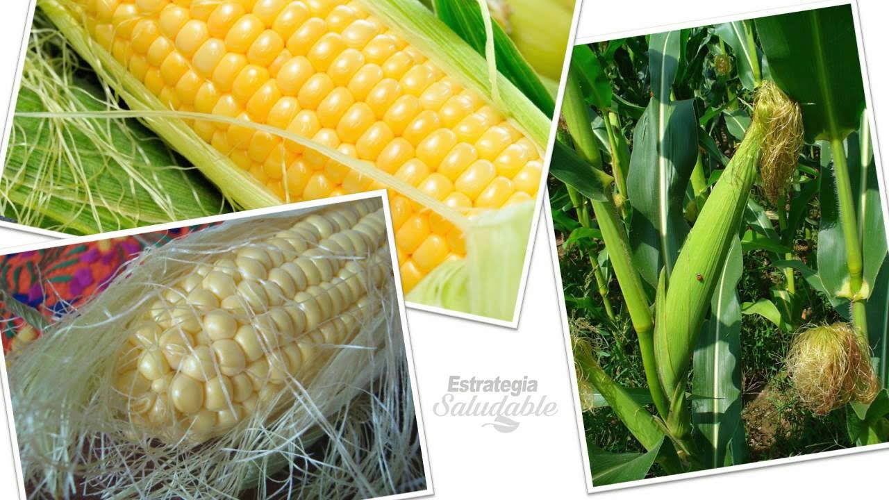 Beneficios Del Te De Pelos De Elote - YouTube