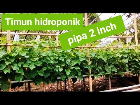 Timun hidroponik, (kunjungan kedua di kebun bang andre) #hidroponik # ...