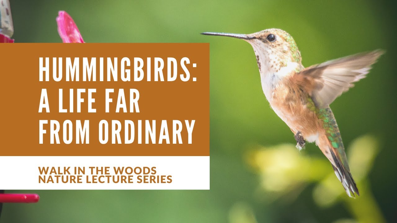 Walk in the Woods: Hummingbirds - YouTube