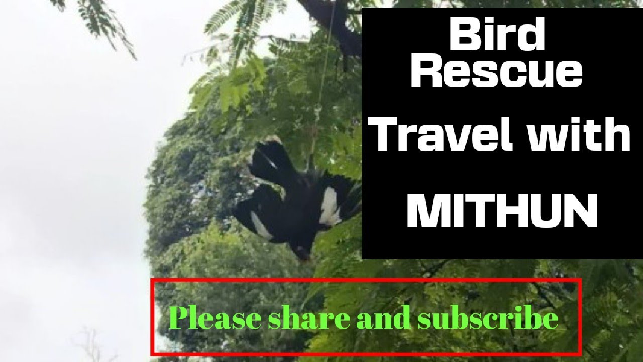 Bird Rescue || environmental pollution|| Save Birds Save Nature - YouTube