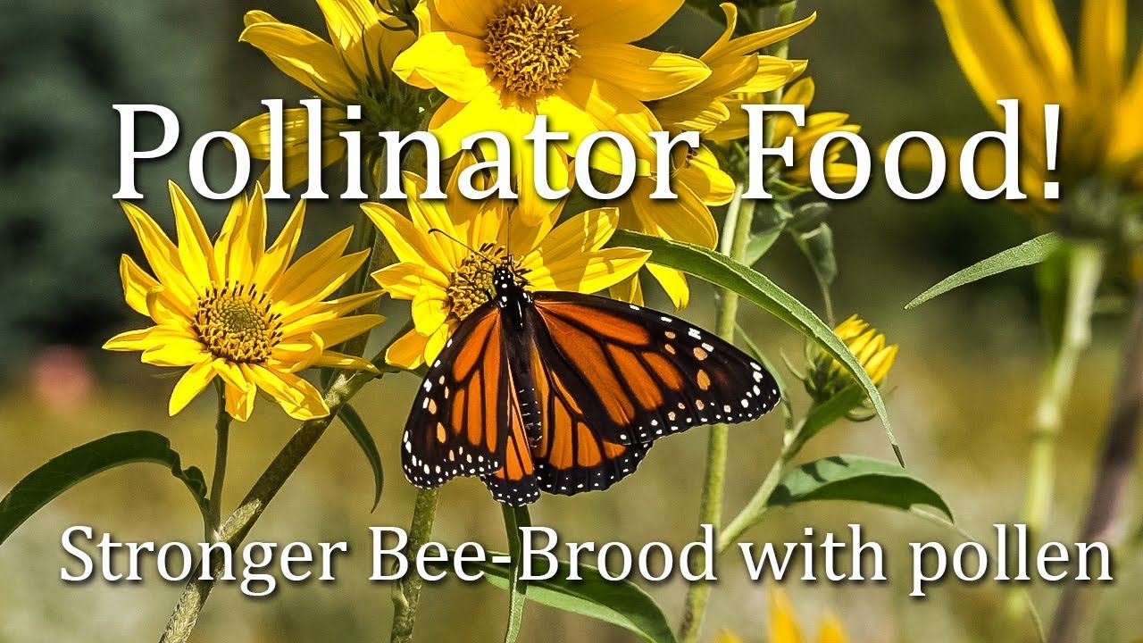 Honey bee pollinator September nectar and pollen resources What Honey ...