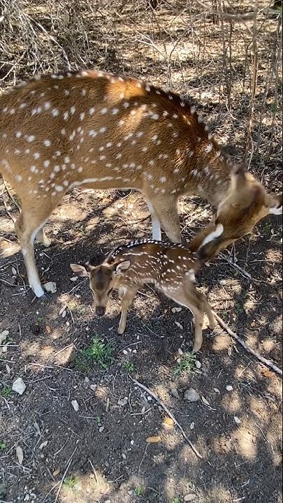 Baby Axis Deer - YouTube