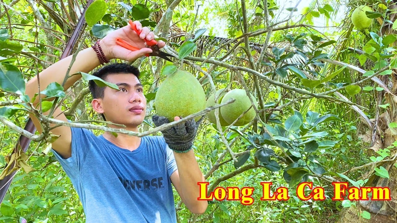 Country life - life with nature | Long Ca Farm Channel - YouTube