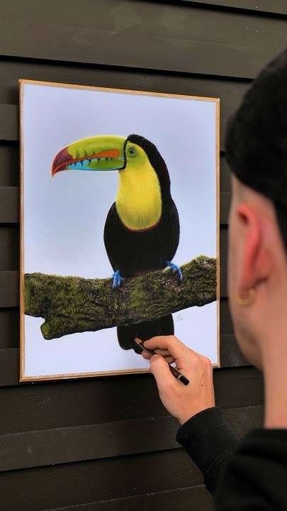Keel-Billed Toucan drawing process, soft pastels & pastel pencils on ...