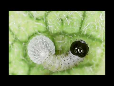 Monarch caterpillar hatching under microscope - YouTube