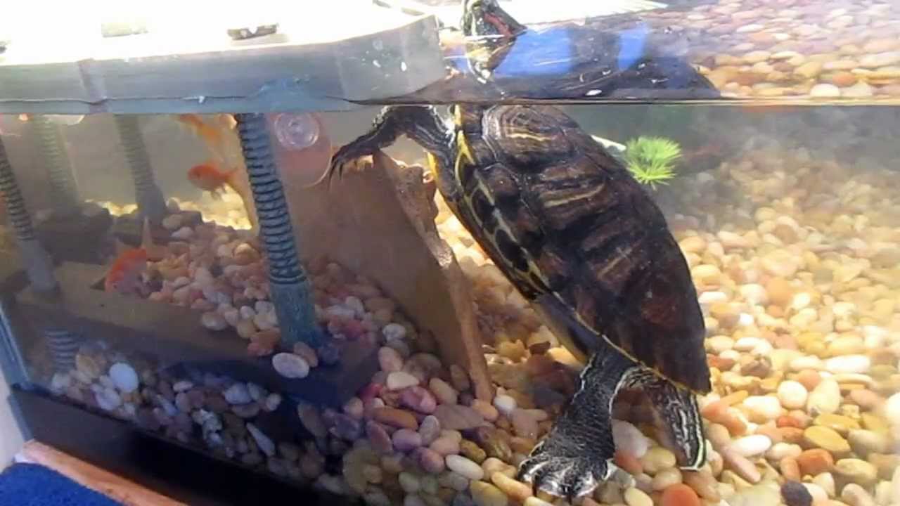 Squirtle the Turtle (Red Eared Slider) chasing Fish - YouTube