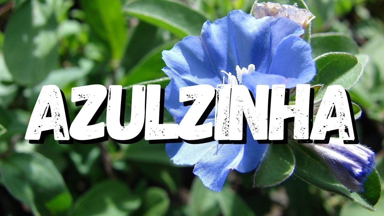 Azulzinha: Saiba Tudo Sobre Essa Planta - YouTube