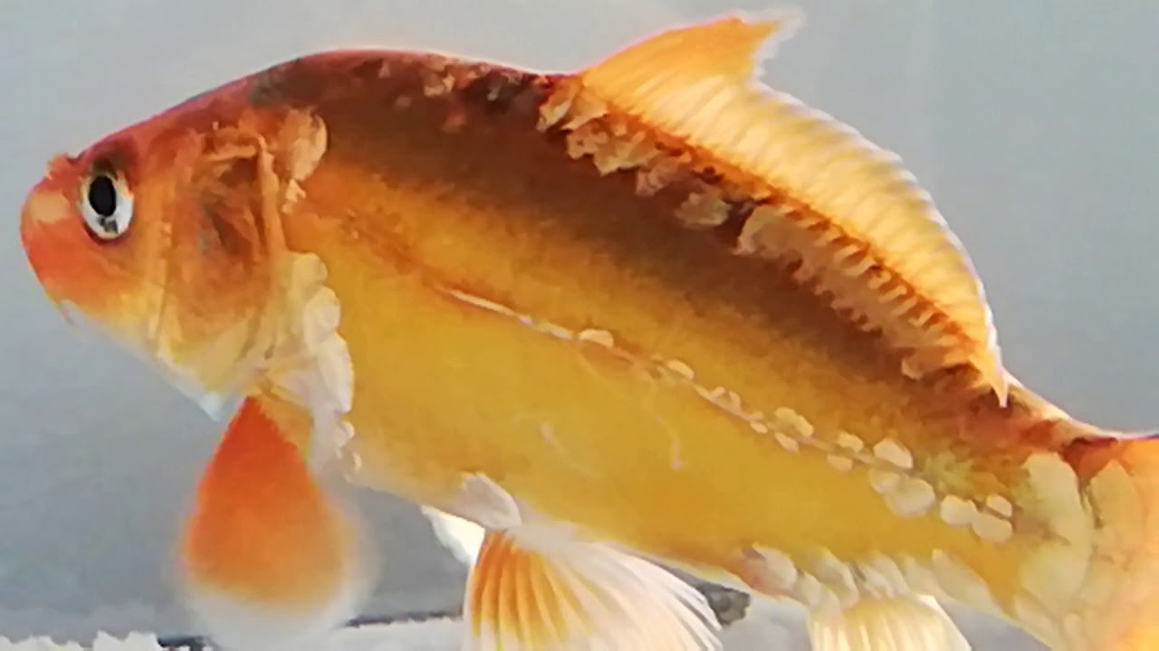 Pure Super Gold Koi Fish - YouTube